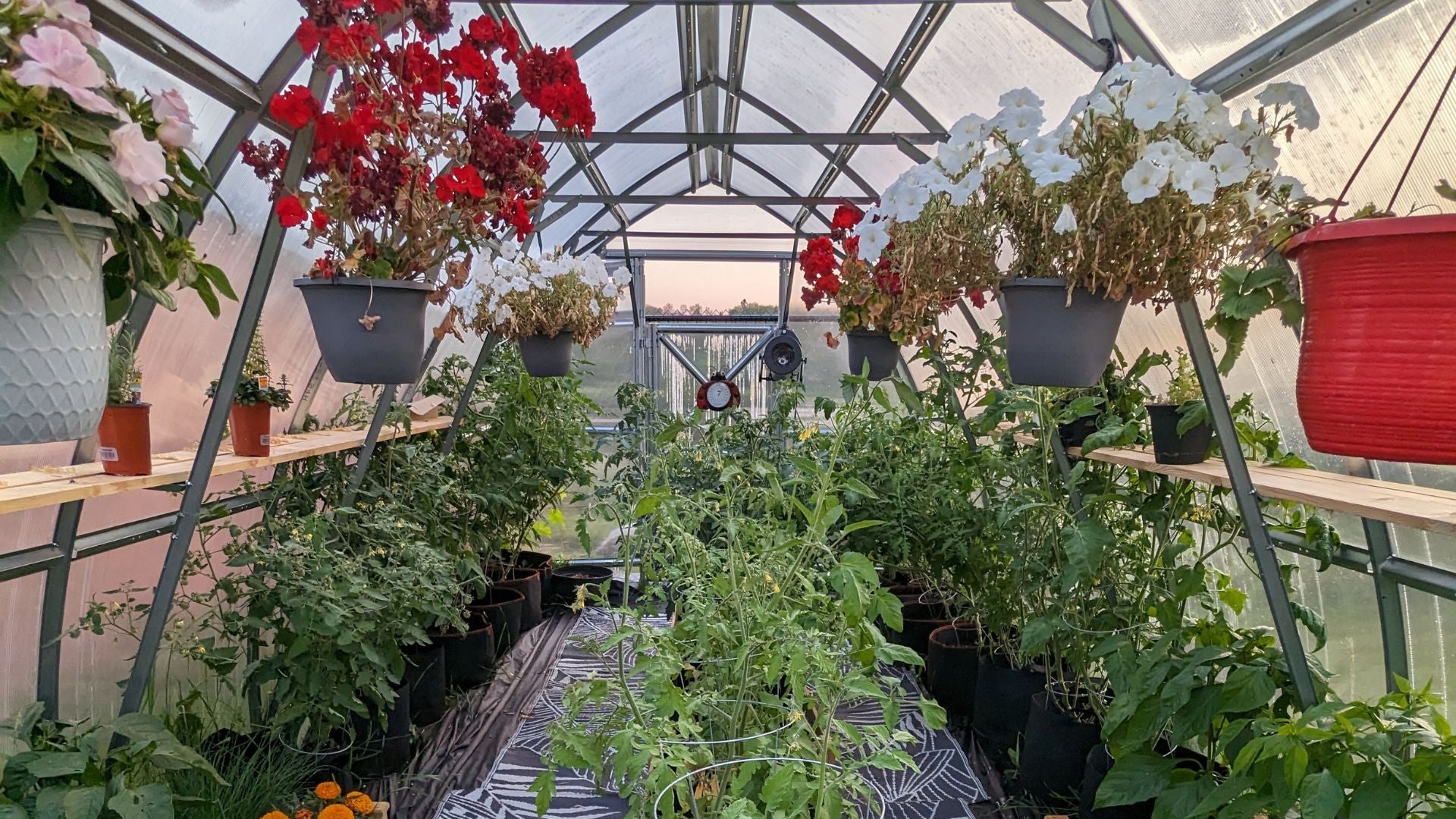 Plagas De Invernadero Y Soluciones Fraunhofer Desarrolla Procesos