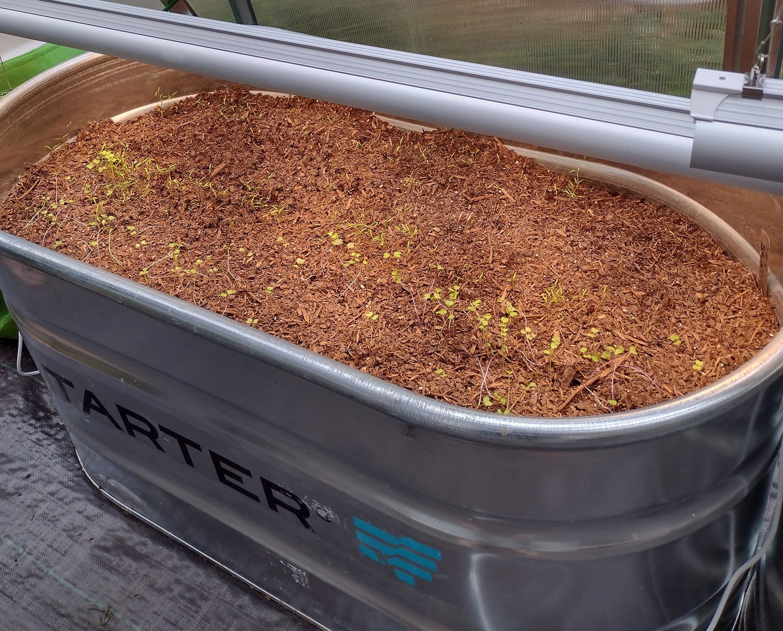 How to Grow Microgreens Inside Your Greenhouse: Step-by-Step Guide