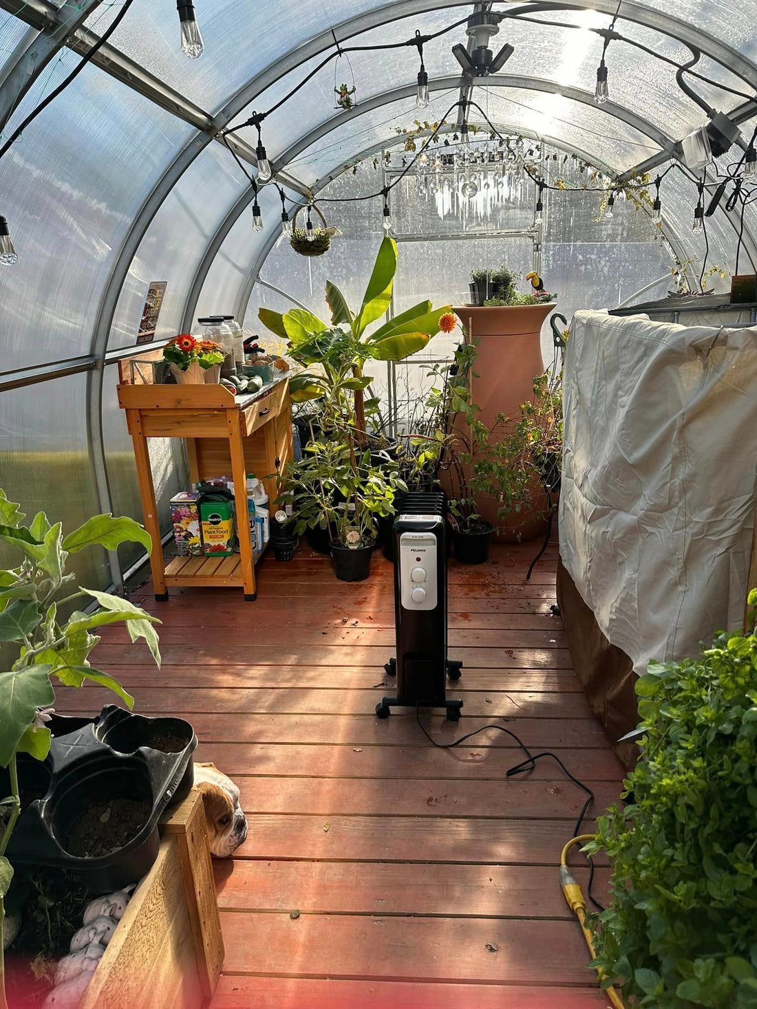 Sigma 26 Backyard Greenhouse Kits for Sale - Heavy Duty Greenhouses